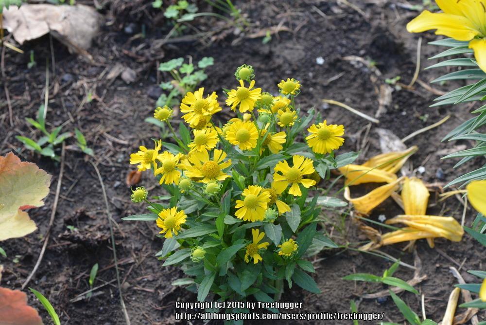 Photo of the entire plant of Sneezeweed (Helenium autumnale Mariachi ...
