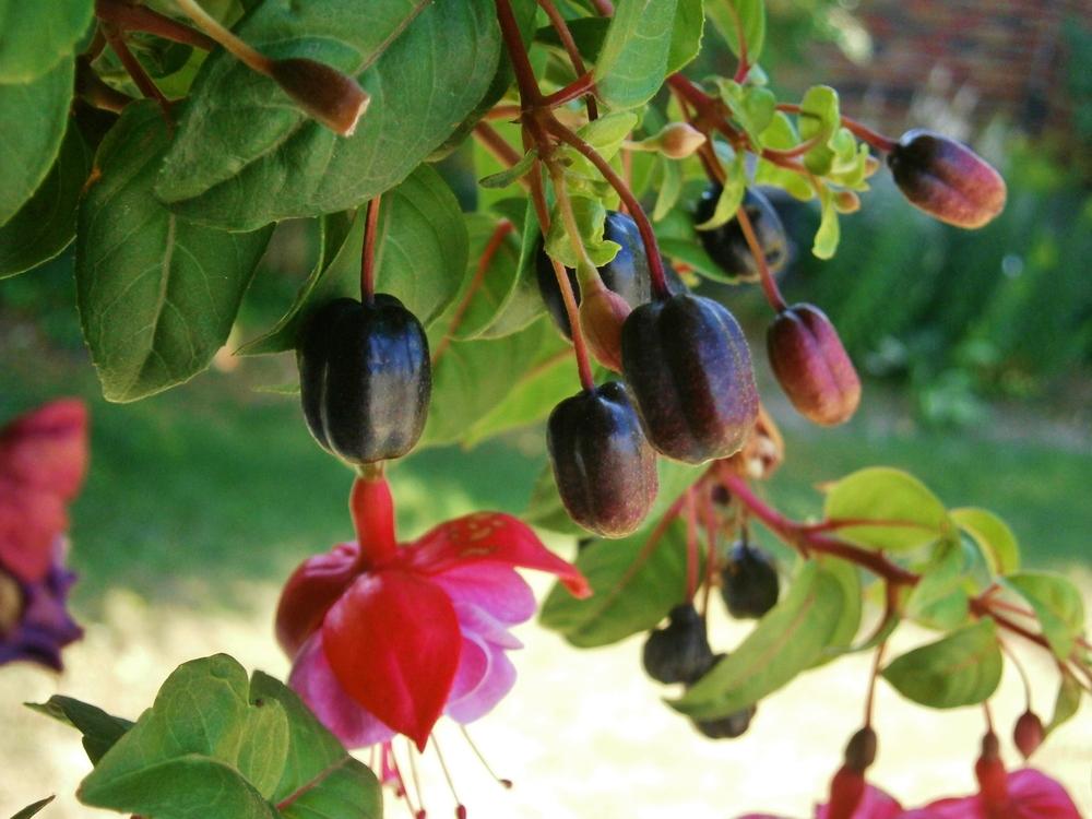 Photo of the fruit of Fuchsia 'Dollar Princess' posted by Daylilybaby ...