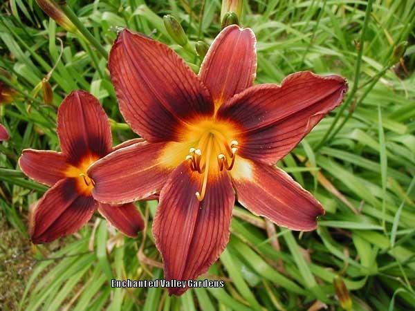 Daylily (Hemerocallis 'Persian Princess') in the Daylilies Database ...