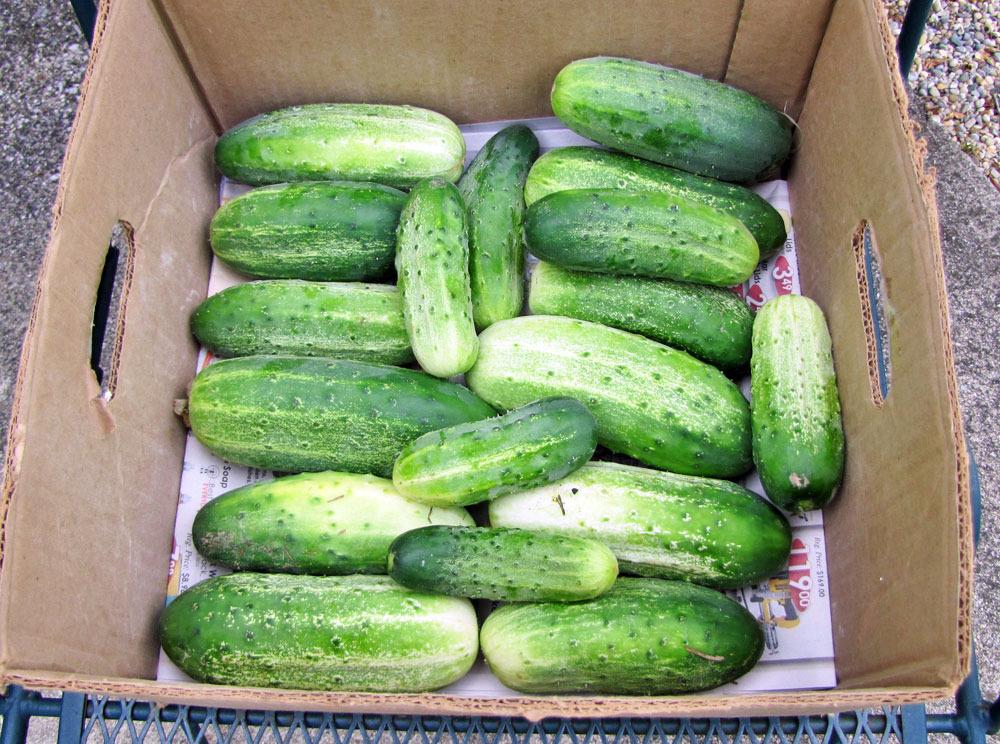 Cucumbers: Plant Care and Collection of Varieties - Garden.org