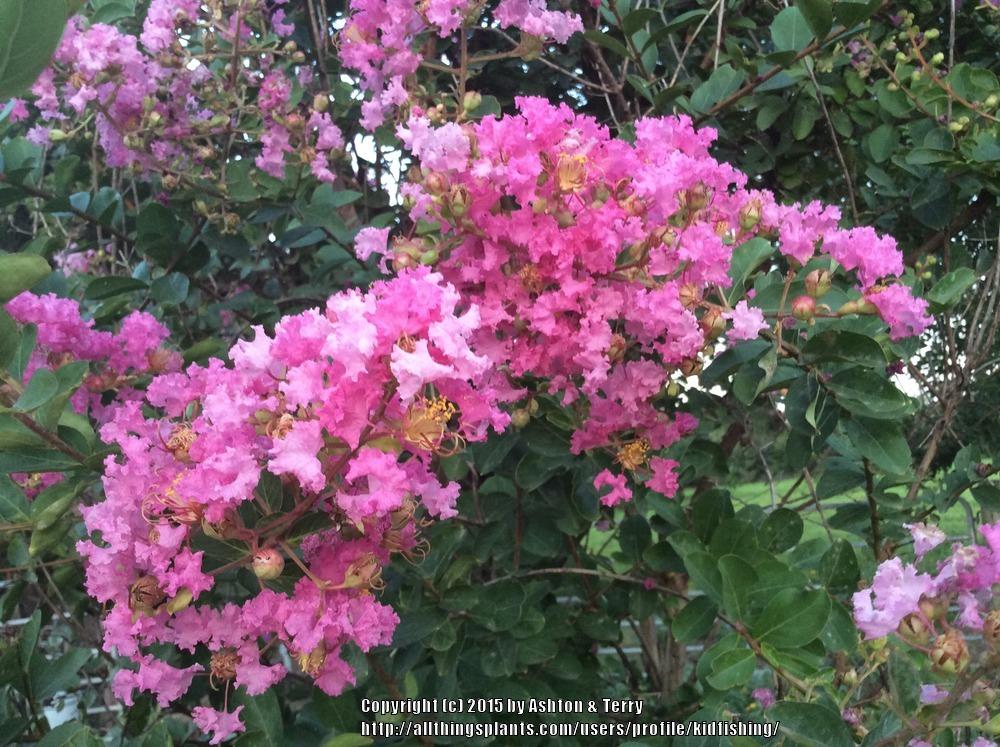 Crape Myrtle (Lagerstroemia indica 'Potomac') in the Crepe Myrtles ...