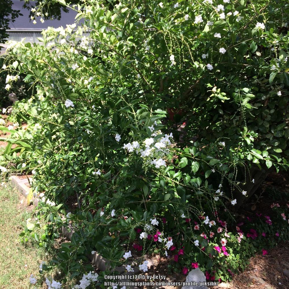 Photo of the entire plant of Golden Dew Drop (Duranta erecta 'Alba ...