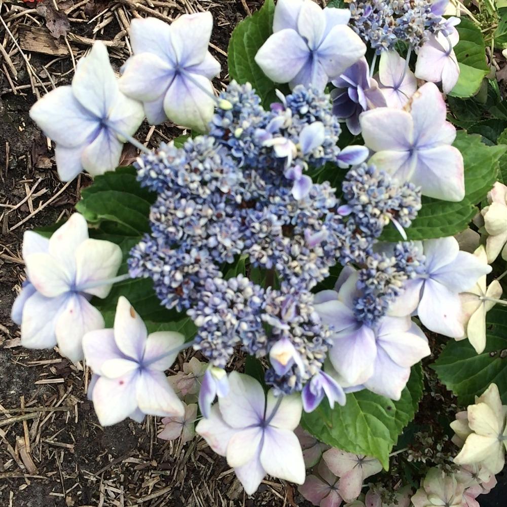 Photo of the bloom of Hydrangea (Hydrangea macrophylla Double Delights ...