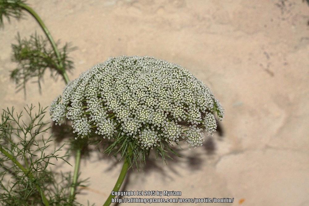 False Queen Anne's Lace (Visnaga daucoides) - Garden.org