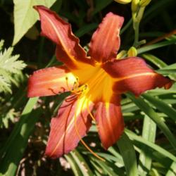 Daylily (Hemerocallis 'Red Magic') in the Daylilies Database - Garden.org