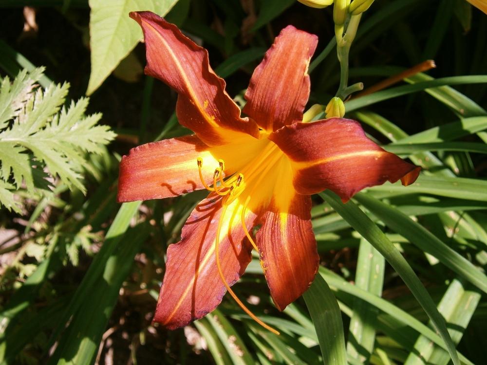 Photo of the bloom of Daylily (Hemerocallis 'Red Magic') posted by ...
