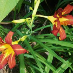 Daylily (Hemerocallis 'Red Magic') in the Daylilies Database - Garden.org