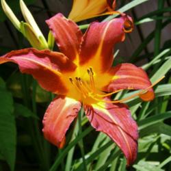 Daylily (Hemerocallis 'Red Magic') in the Daylilies Database - Garden.org