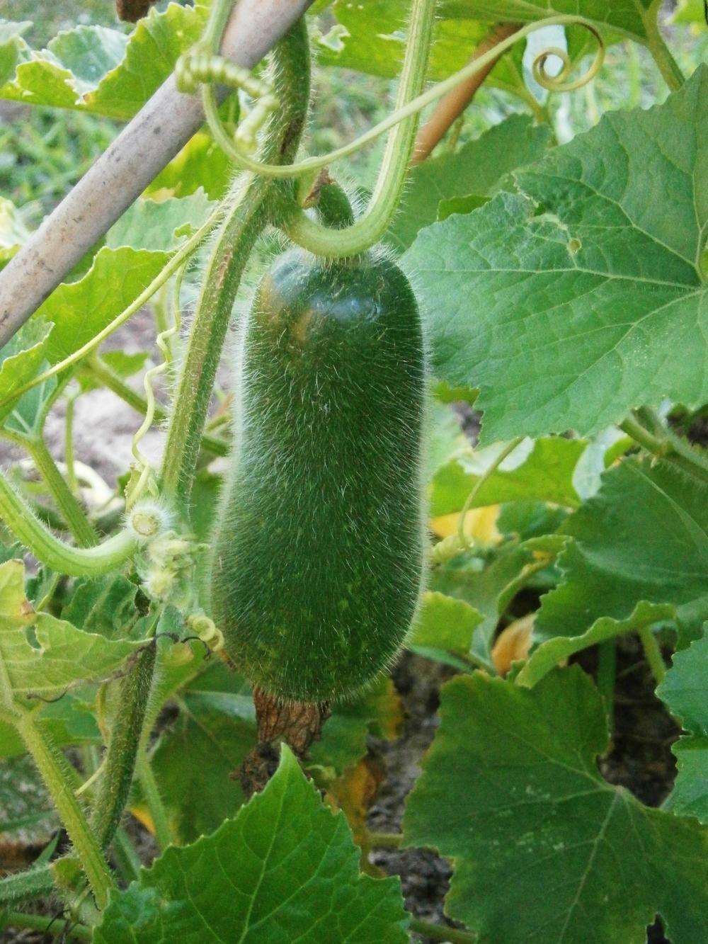 Photo of the fruit of Hairy Gourd (Benincasa hispida var. chieh-gua ...