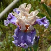 Tall Bearded Iris (Iris 'Devilicious') in the Irises Database - Garden.org