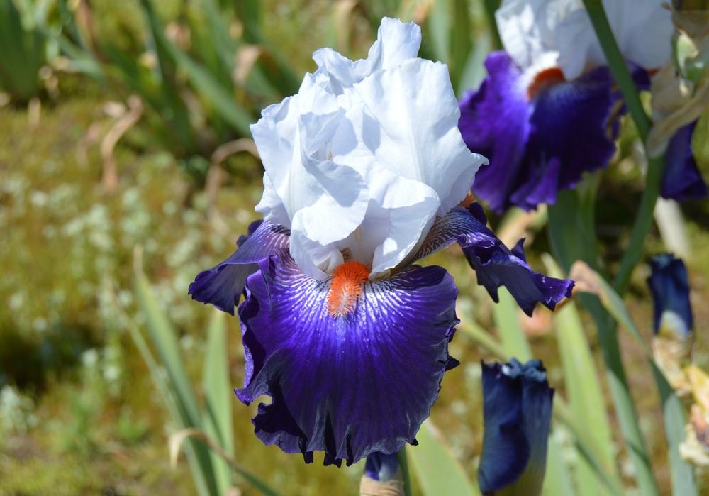 Tall Bearded Iris (Iris 'Favorite Beau') in the Irises Database ...
