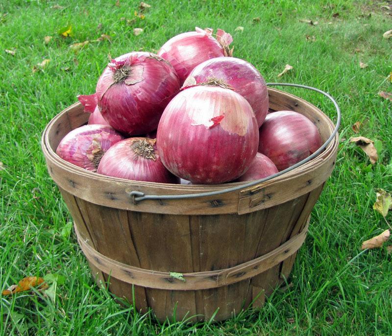 Onion (Allium cepa 'Red Zeppelin') in the Onions Database - Garden.org