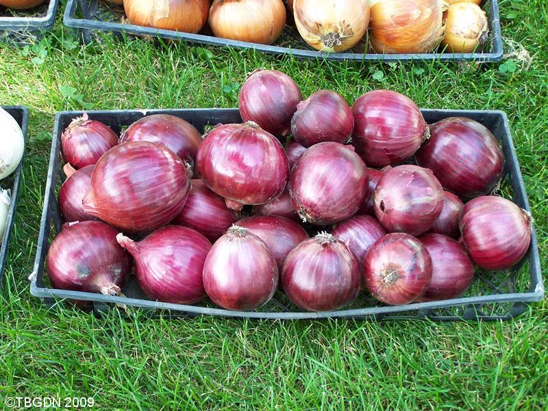 Onions: Plant Care and Collection of Varieties - Garden.org