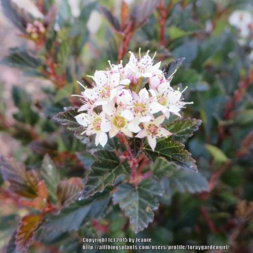 Eastern Ninebark (Physocarpus opulifolius First Editions® Little Devil ...