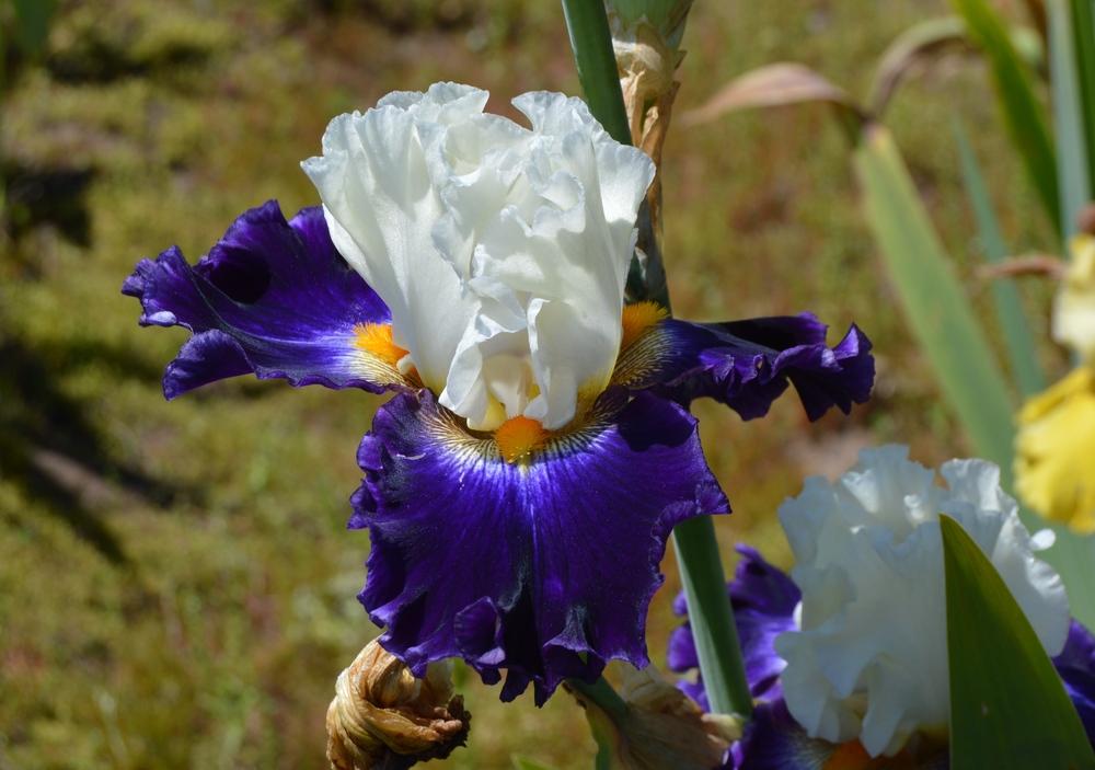 Photo of the bloom of Tall Bearded Iris (Iris 'Future Ruler') posted by ...