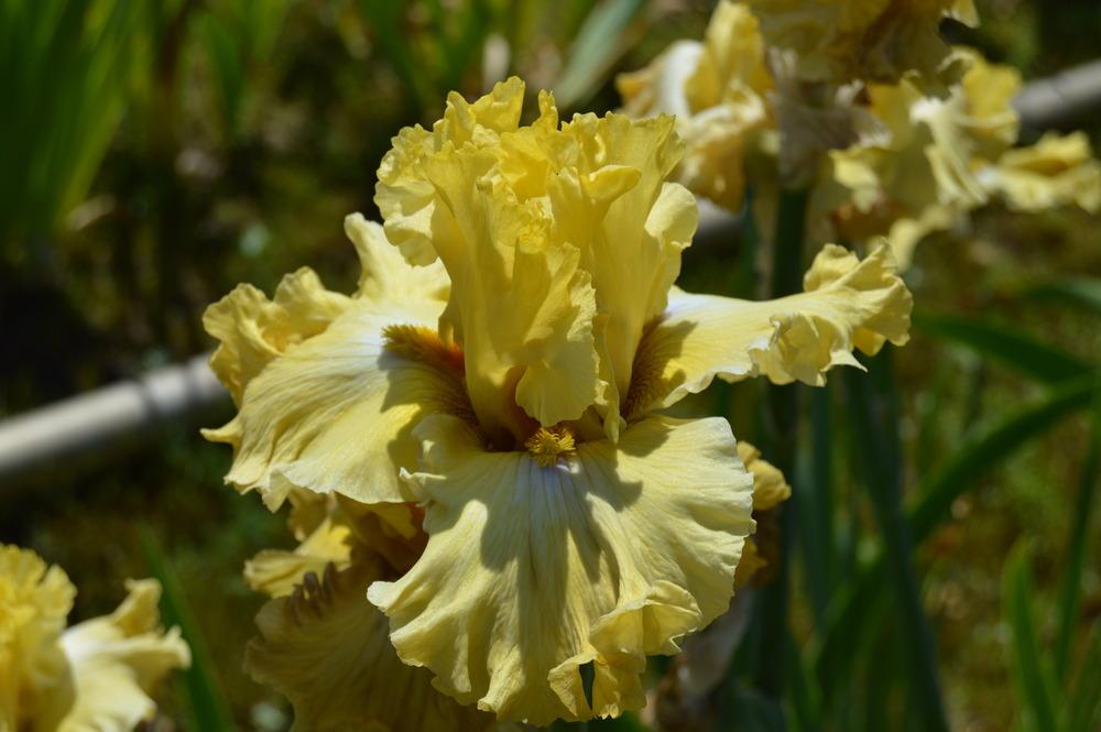 Tall Bearded Iris (Iris 'Frilled to Bits') in the Irises Database ...