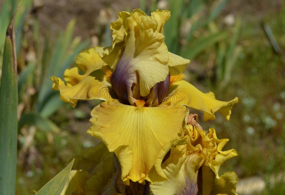 Photo of the bloom of Tall Bearded Iris (Iris 'Gathering Gold') posted ...