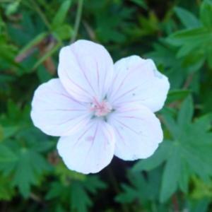 Geranium (Geranium sanguineum 'Vision Light Pink') in the Geraniums ...