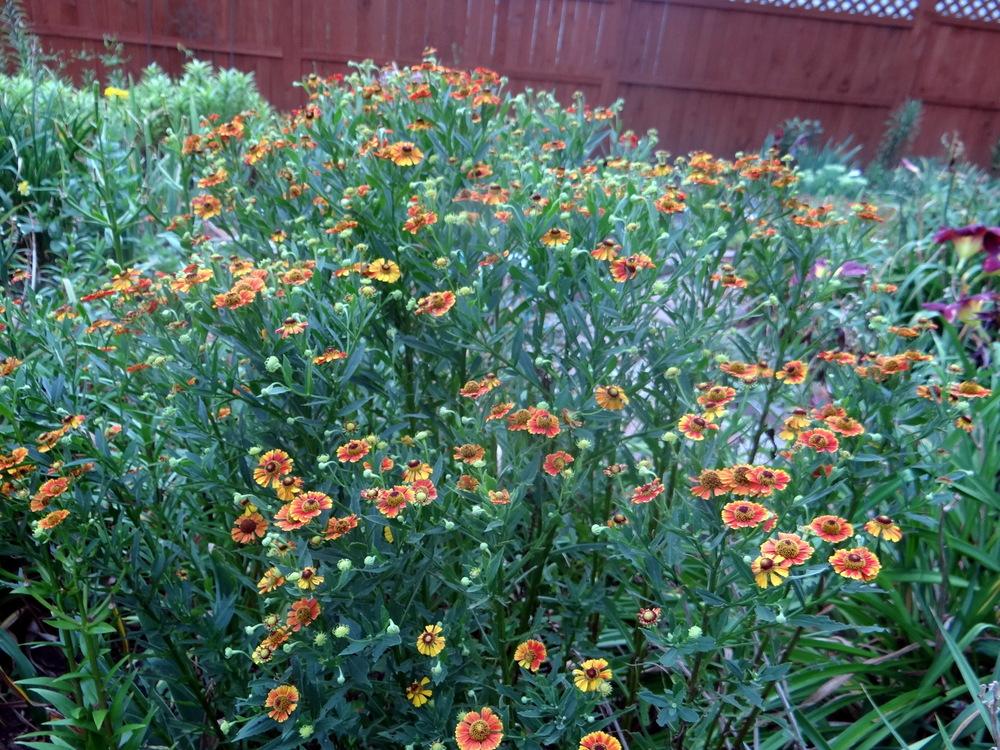 Photo of the entire plant of Sneezeweed (Helenium 'Flammendes Kathchen ...