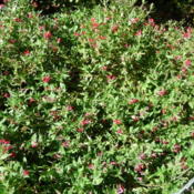 Cuphea (Cuphea llavea Sriracha™ Rose) - Garden.org