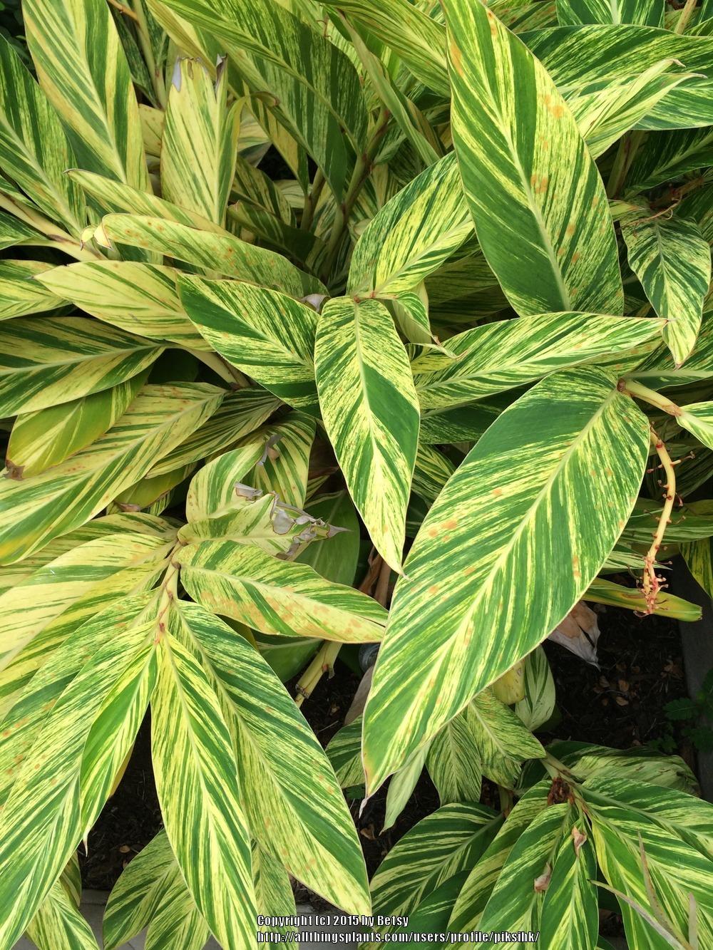 Variegated Ginger