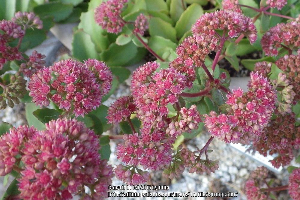 Sedums: Plant Care and Collection of Varieties - Garden.org