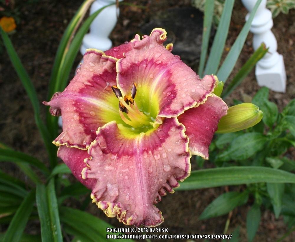 Photo of the bloom of Daylily (Hemerocallis 'Profound Mystery') posted ...