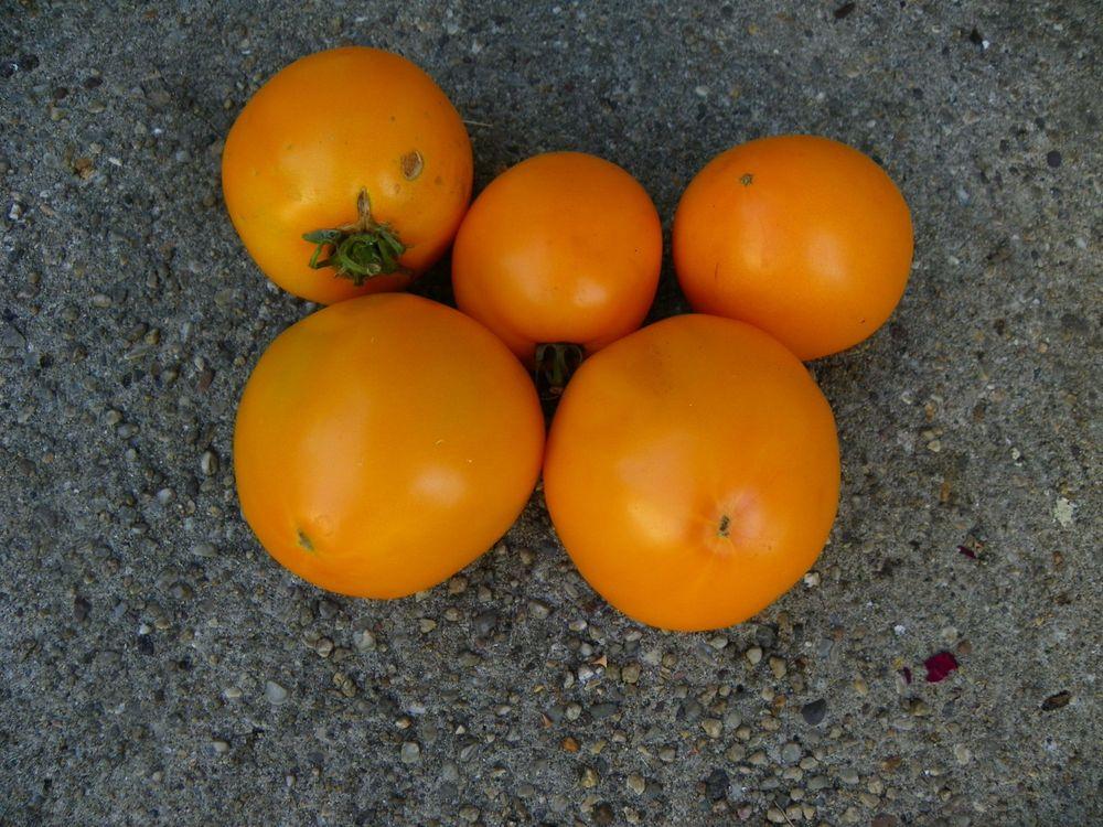 Tomato (Solanum lycopersicum 'Sunray') in the Tomatoes Database ...