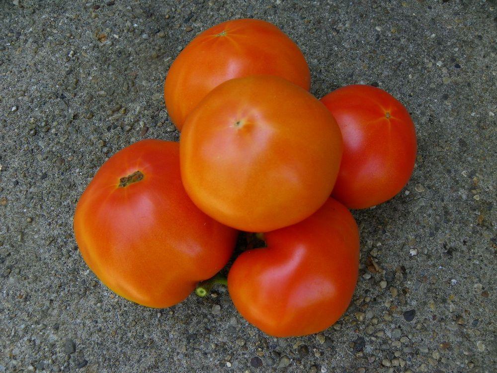 Tomato (Solanum lycopersicum 'Rutgers') in the Tomatoes Database ...