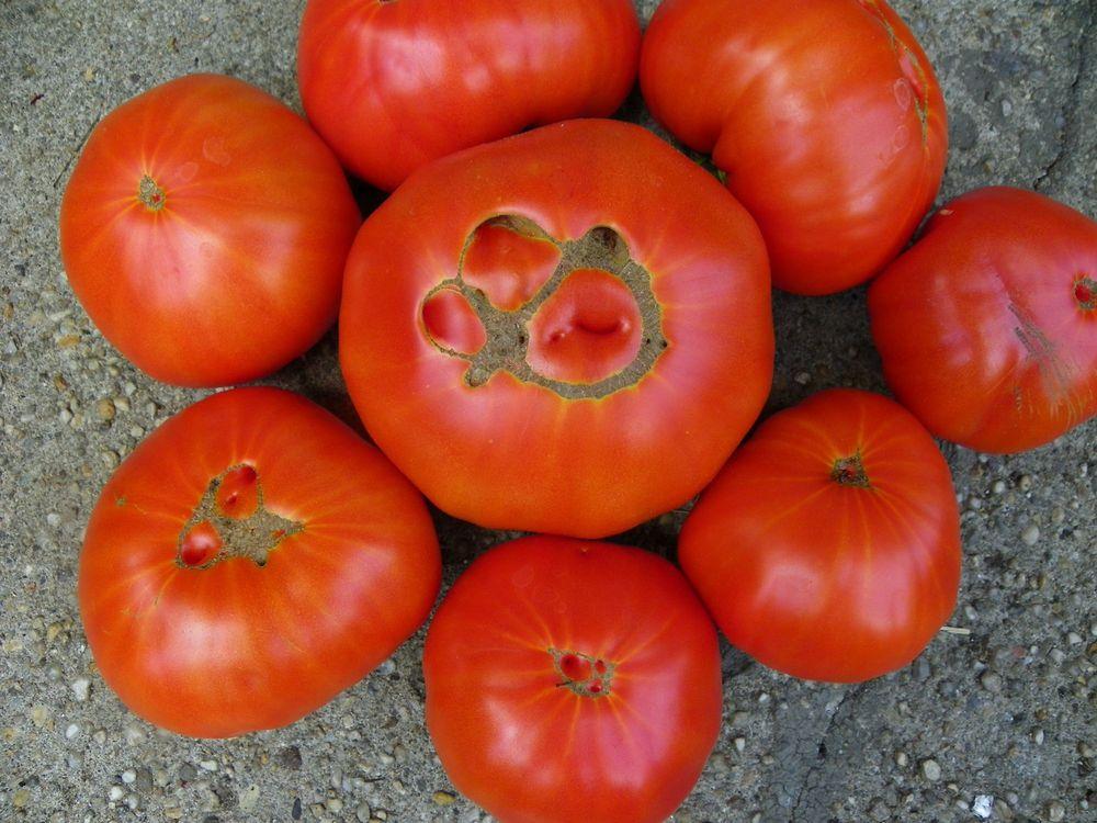 Tomato (Solanum lycopersicum 'Beefmaster') in the Tomatoes Database ...