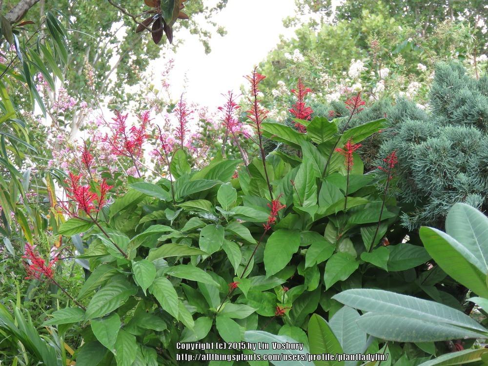 Photo of the entire plant of Firespike (Odontonema tubaeforme) posted ...