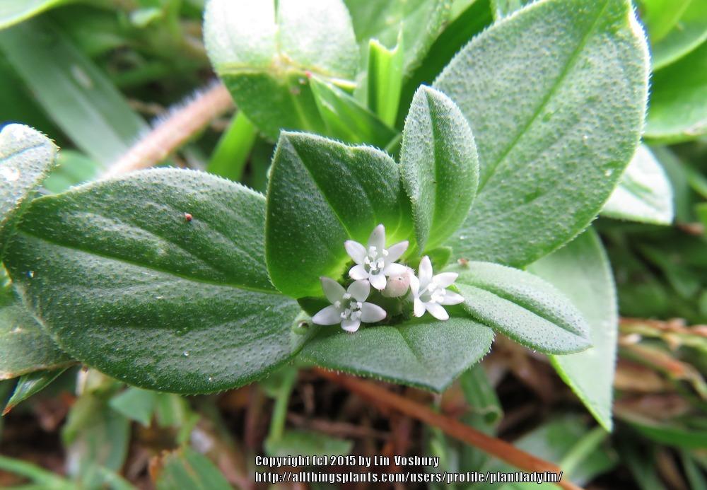 Tropical Mexican Clover (Richardia brasiliensis) - Garden.org
