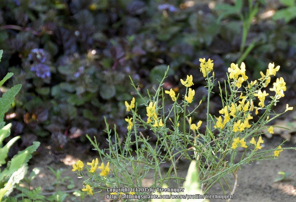 Photo of the entire plant of Lydian Broom (Genista lydia Bangle ...