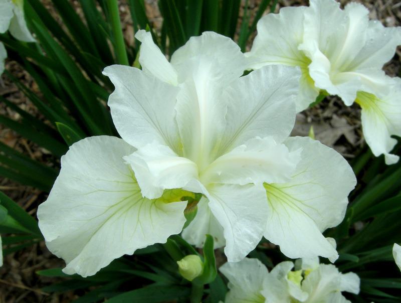 Siberian Iris (Iris 'Sugar Sprite') in the Irises Database - Garden.org