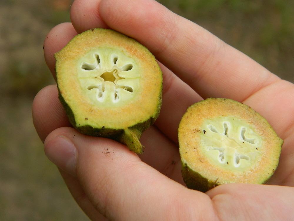 Photo of the fruit of Mayapple (Podophyllum peltatum) posted by ...