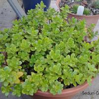 Photo of the entire plant of Lesser Mexican Stonecrop (Sedum confusum ...