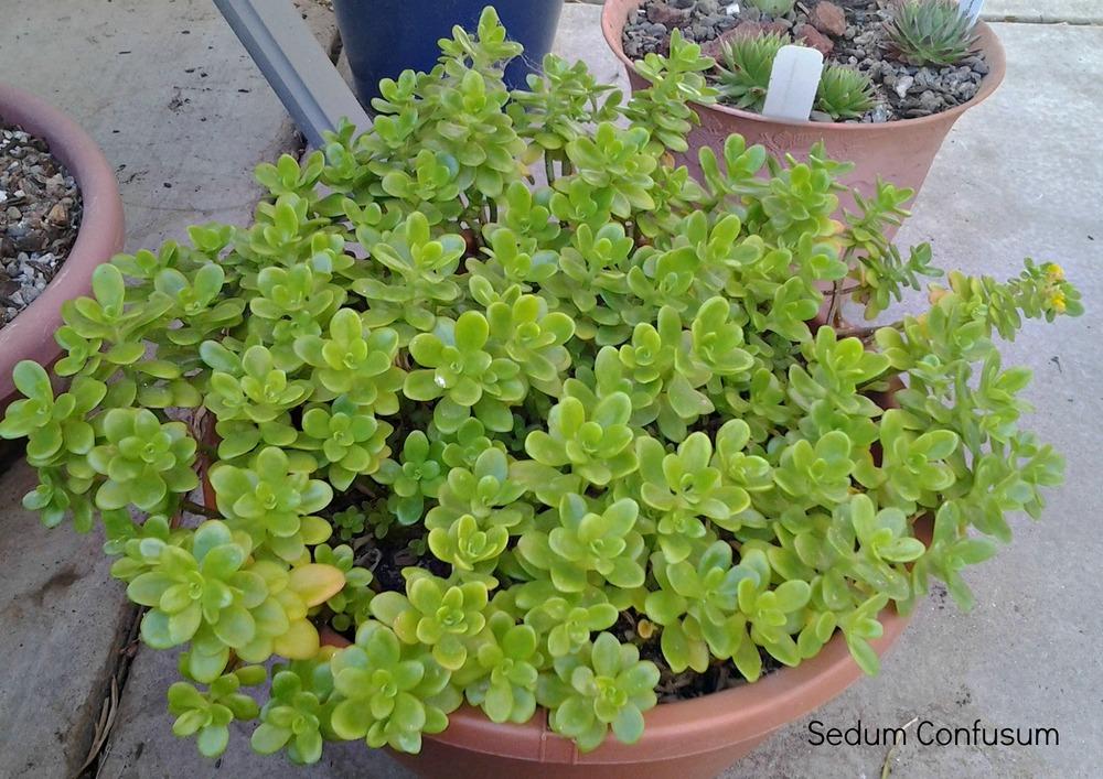 Photo of the entire plant of Lesser Mexican Stonecrop (Sedum confusum ...