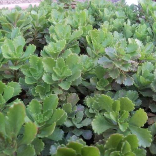 Stonecrop (Phedimus stoloniferus 'Czar's Gold') - Garden.org