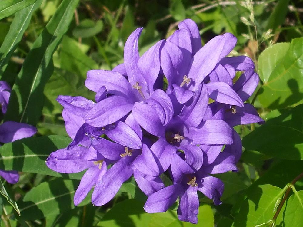 Bellflowers: Plant Care and Collection of Varieties - Garden.org