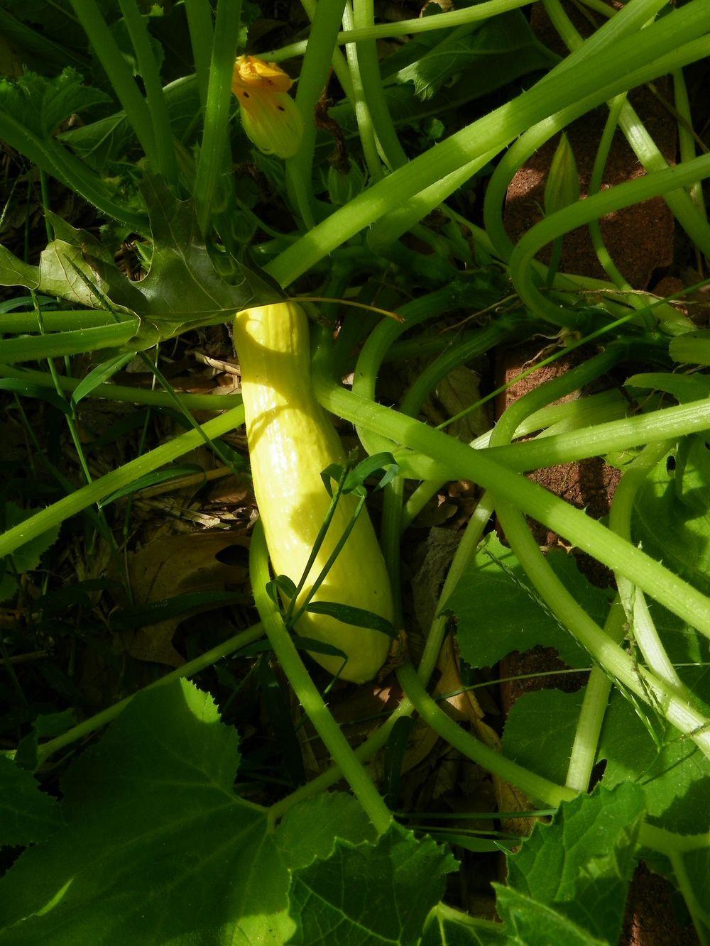 Summer Squash (Cucurbita pepo 'Saffron') in the Gourds, Squashes and ...