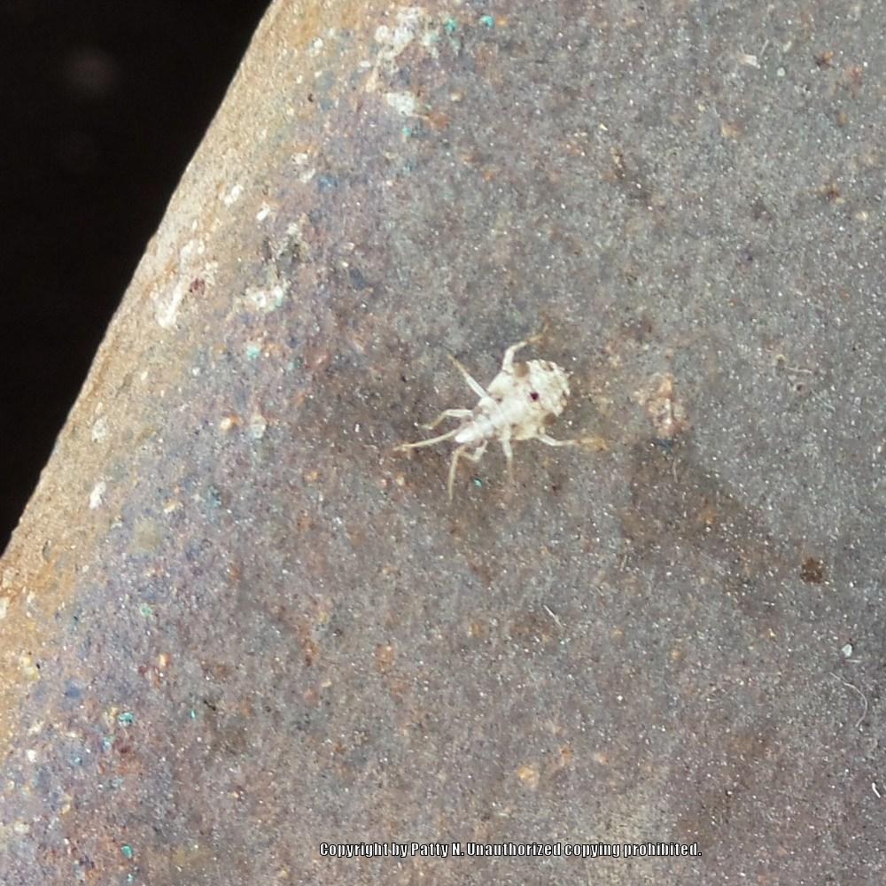 Insect Identification in the Pests and Diseases forum - Garden.org