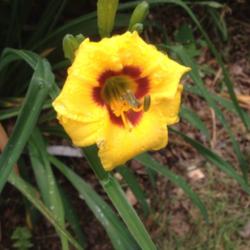 Daylily (Hemerocallis 'Siloam June Bug') in the Daylilies Database ...