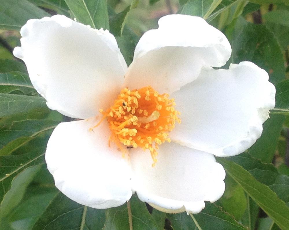 Photo of the bloom of Franklin Tree (Franklinia alatamaha) posted by ...