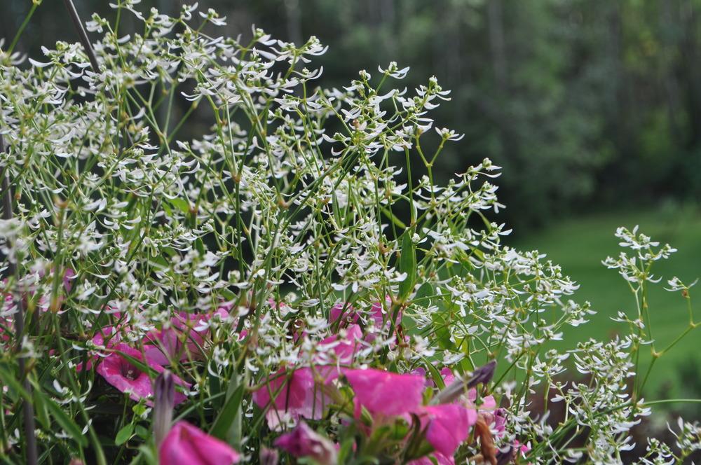Euphorbia Breathless White