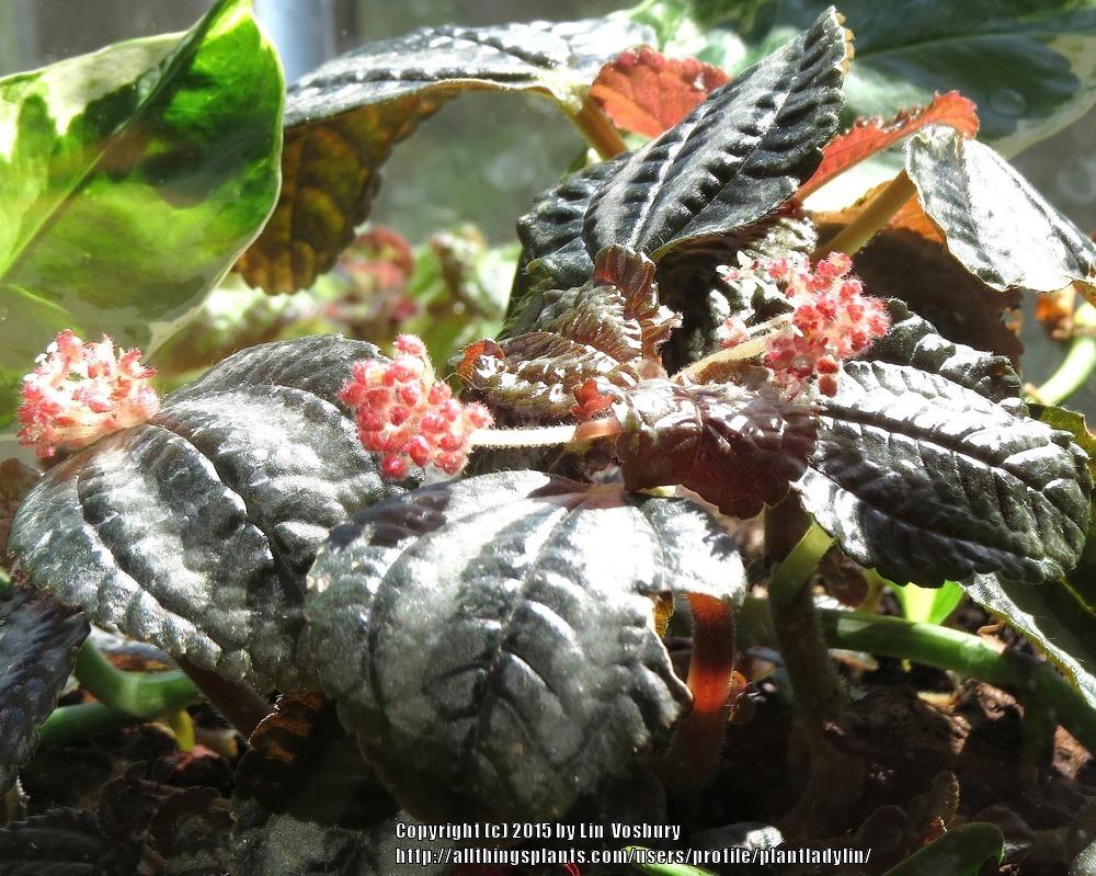 Photo of the bloom of Pilea posted by plantladylin - Garden.org