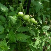 Tomato (Solanum lycopersicum 'Black Cherry') in the Tomatoes Database ...