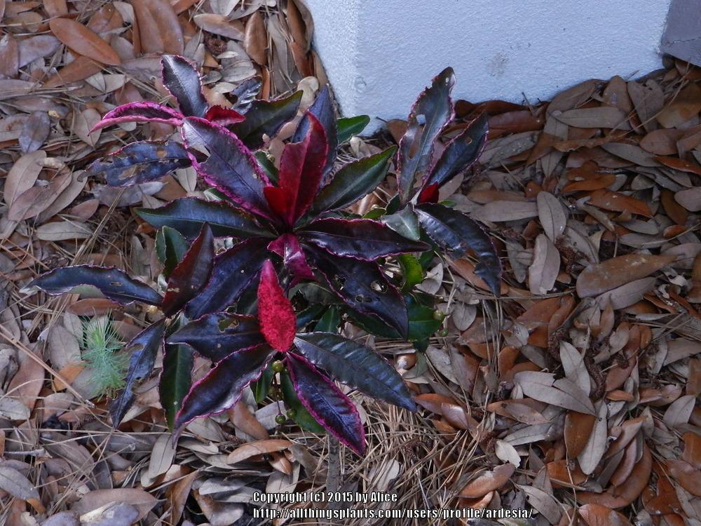 Photo of the entire plant of Ardisia crenata Red Hot Embers™ posted by ...