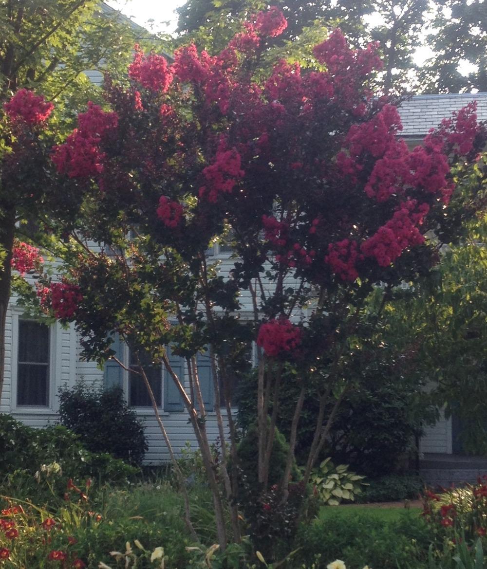 Crepe Myrtles: Plant Care and Collection of Varieties - Garden.org