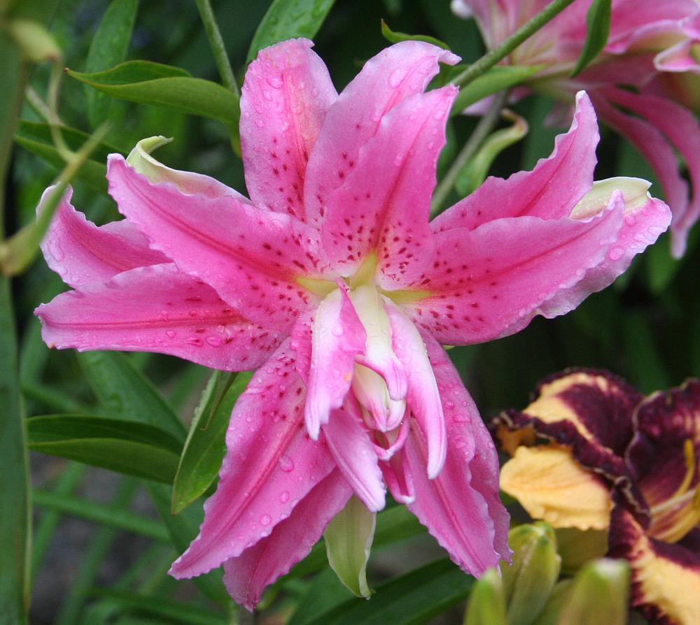 Lily (Lilium 'Broken Heart') in the Lilies Database - Garden.org