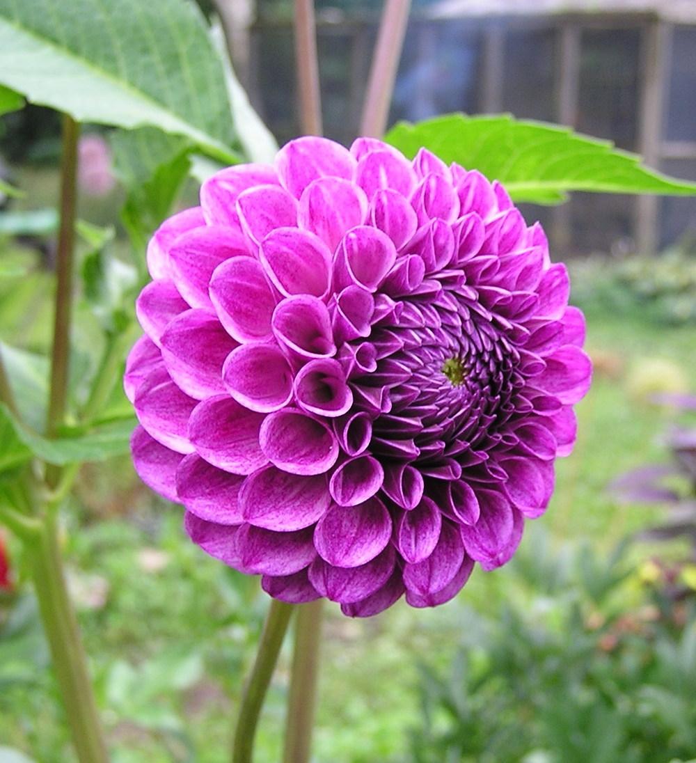 Photo of the bloom of Dahlia 'Robann Royal' posted by mandolls - Garden.org